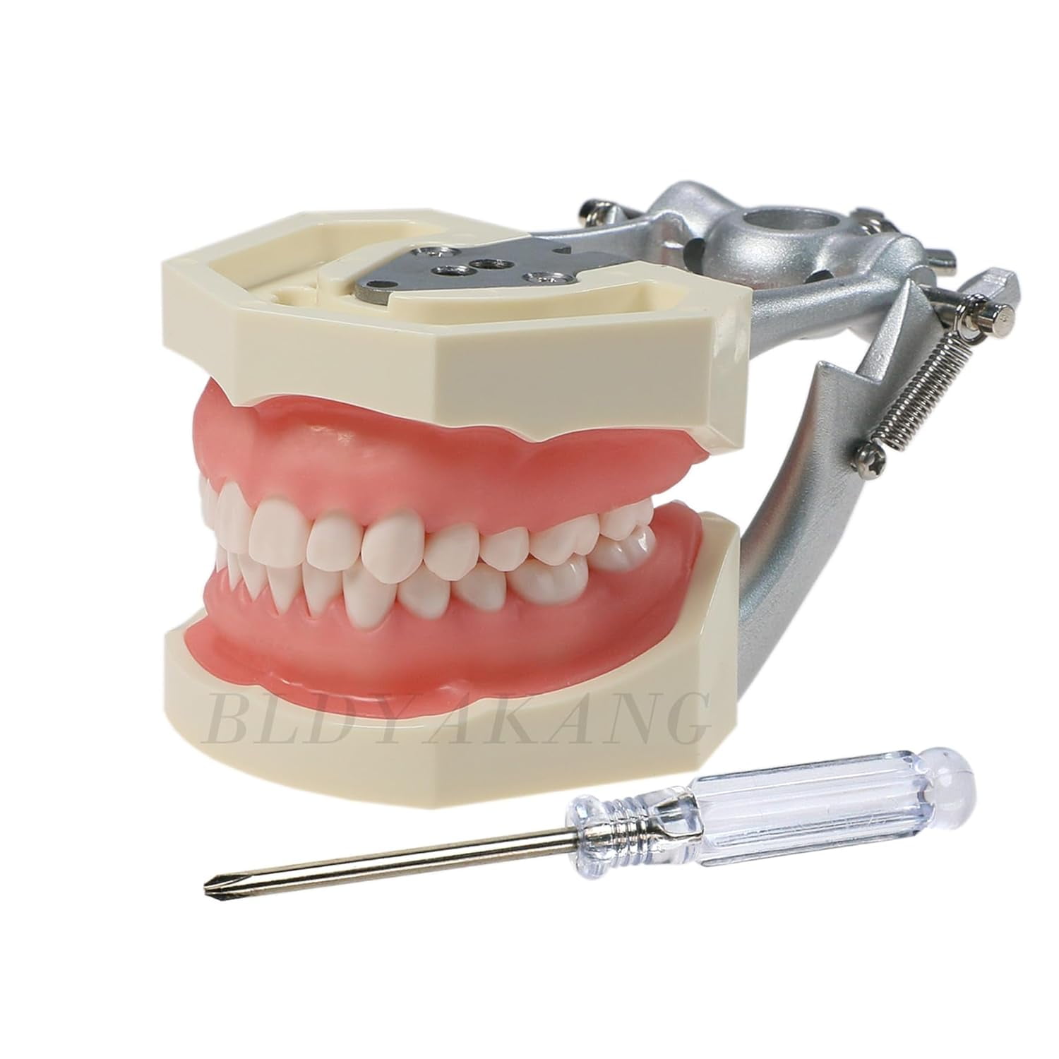 Dental Typodont Teeth Model with 28 Removable Teeth Compatible with ...