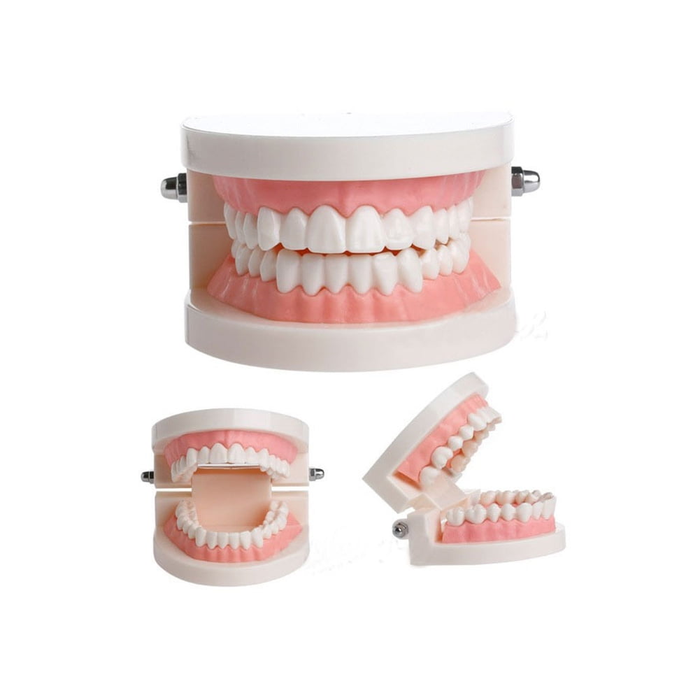 Denture Model Gums Standard Audlt Teeth Model Medical Teaching Tool ...