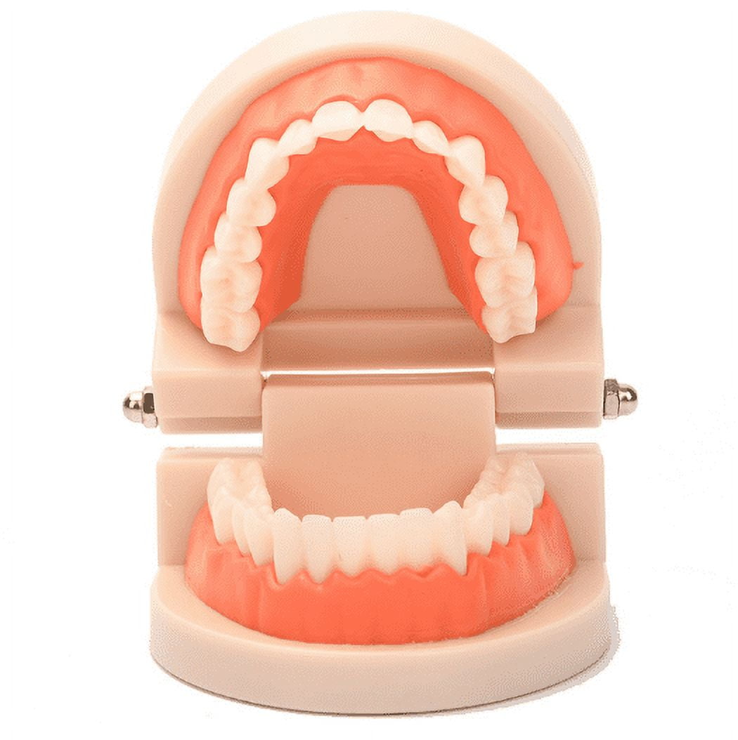 Denture Teeth Brushing Model For Early Childhood Education The Age Of ...