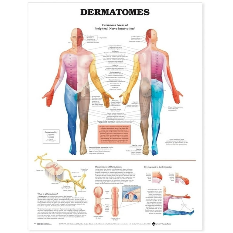 Dermatomes Diagram Infographic Nerves Areas Of Human Body, 40% OFF