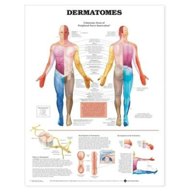 Dermatomes Anatomical Chart - Walmart.com