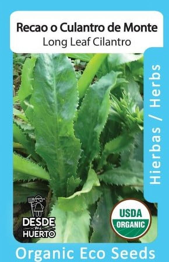 Desde Mi Huerto Culantro, Recao / Long Leaf Coriander - Edible Planting ...