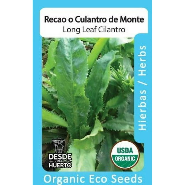 Desde Mi Huerto Culantro, Recao / Long Leaf Coriander - Edible Planting ...