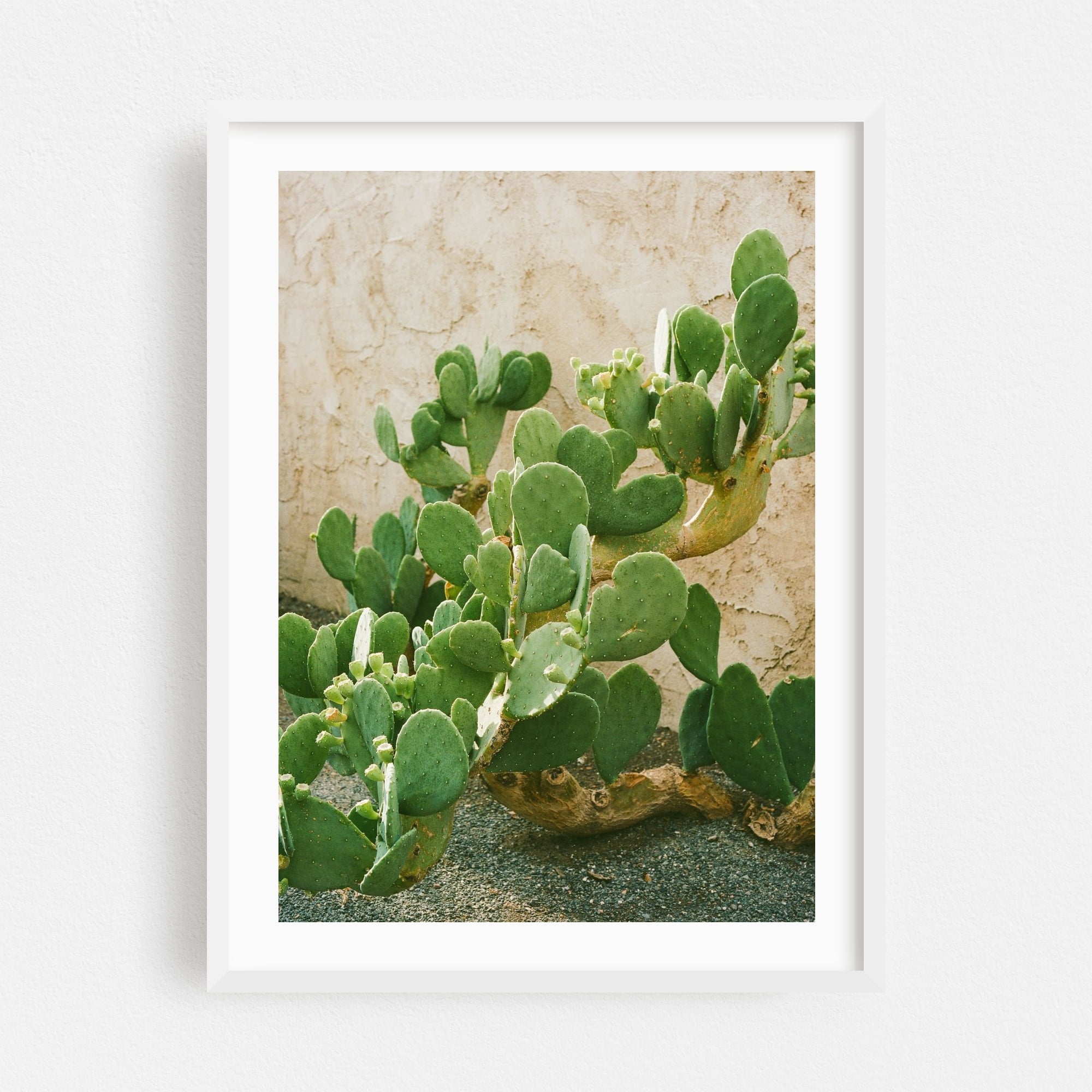 Desert Cactus - Marfa Texas Photography Cactus Desert Botanical Nature ...