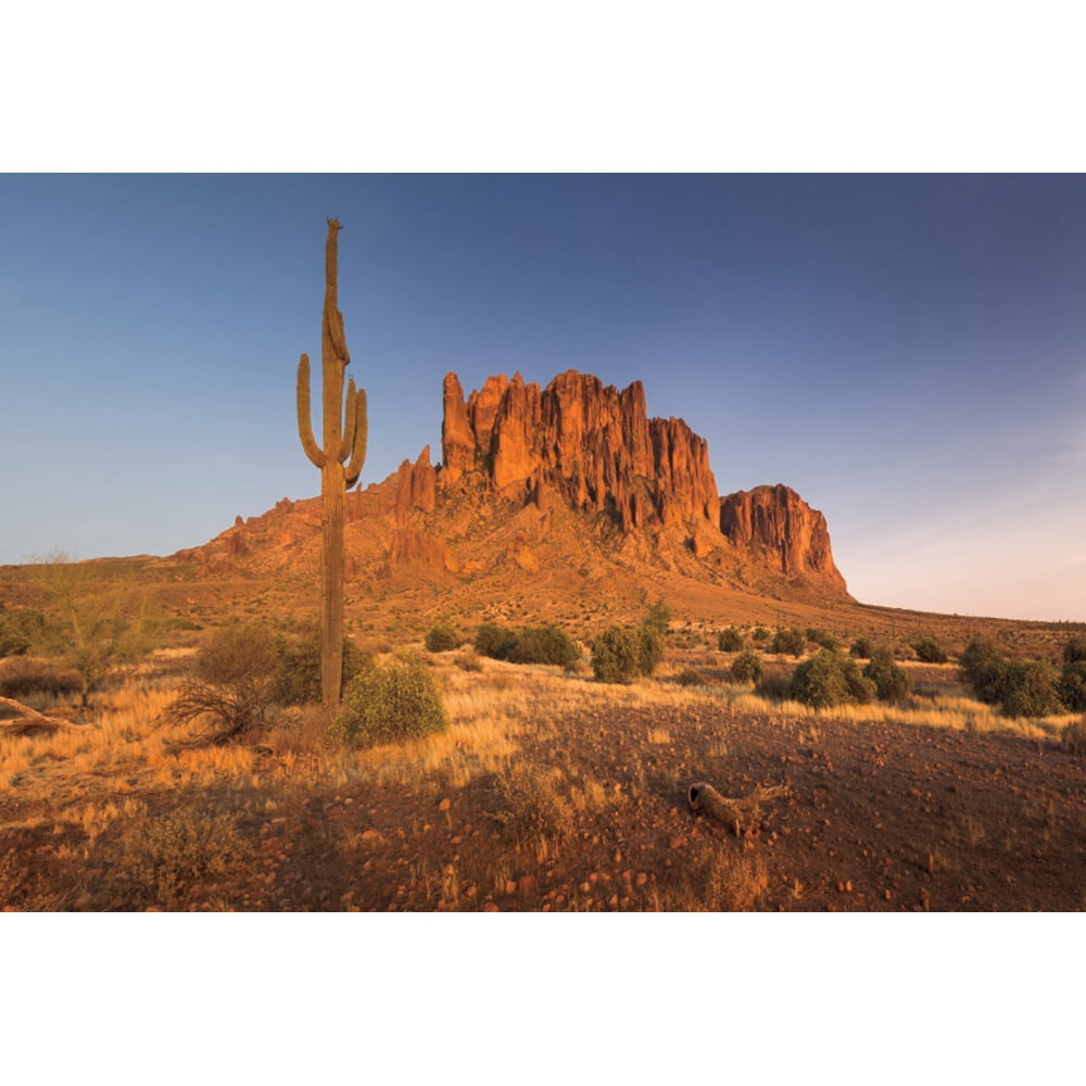 Desert Cactus Scene Photography Backdrops Sand Dunes Cactus Sparse ...