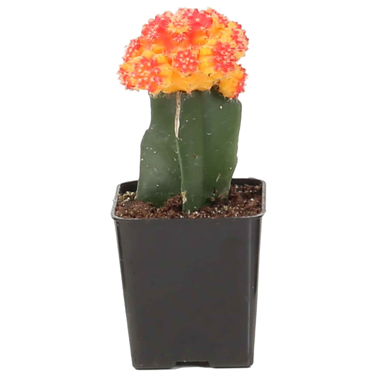 Cactus Seeds Mix - 100 Seeds - Ships from Iowa, USA - Grow Exotic Cacti ...