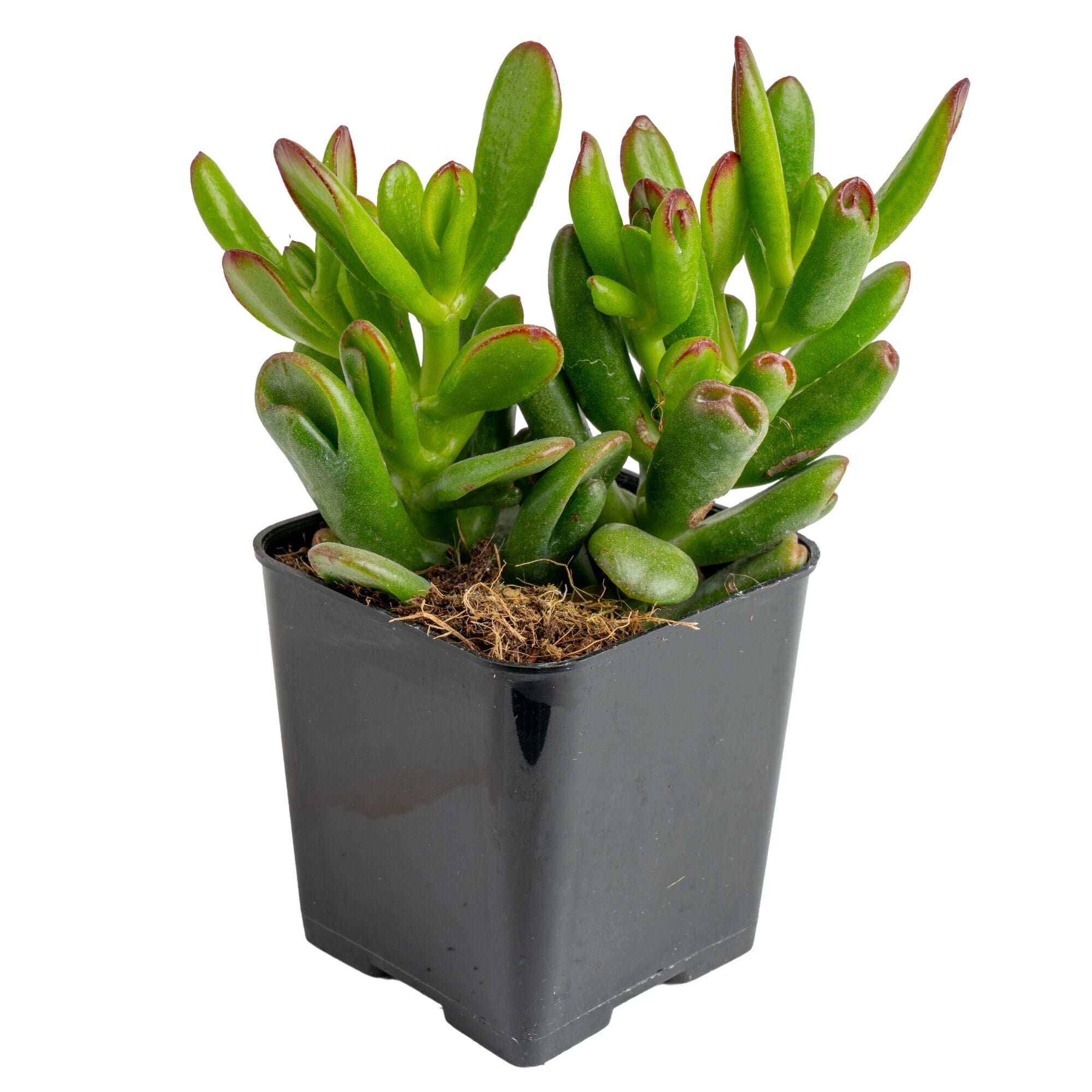 Desert Escape by Costa Farms 3" Succulent & Cacti Plant House Plant in ...