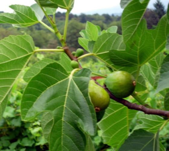 New Life Nursery & Garden, Desert King Fig Plant, Large Breba Crop ...