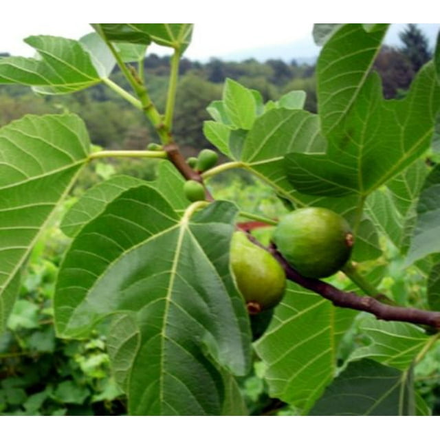 Desert King Fig ( ficus carica ) - Live Plant ( 1 QT ) - Walmart.com