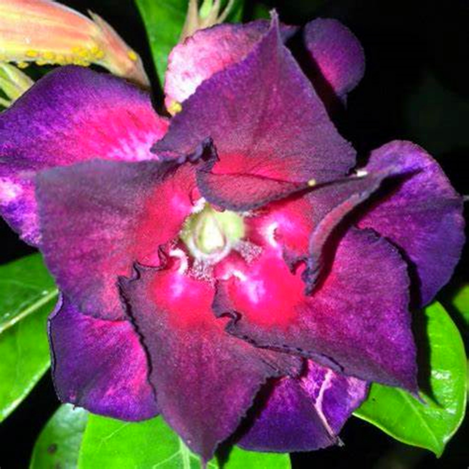 Desert Rose Bulb, Perennial, Flowering Bulb, Flower Bulbs Greenhouse ...