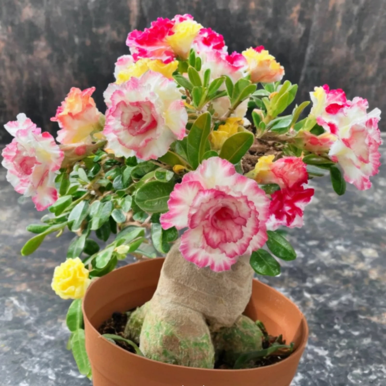 Desert Rose Bulbs，Adenium desert rose plant live，Create a Stunning ...