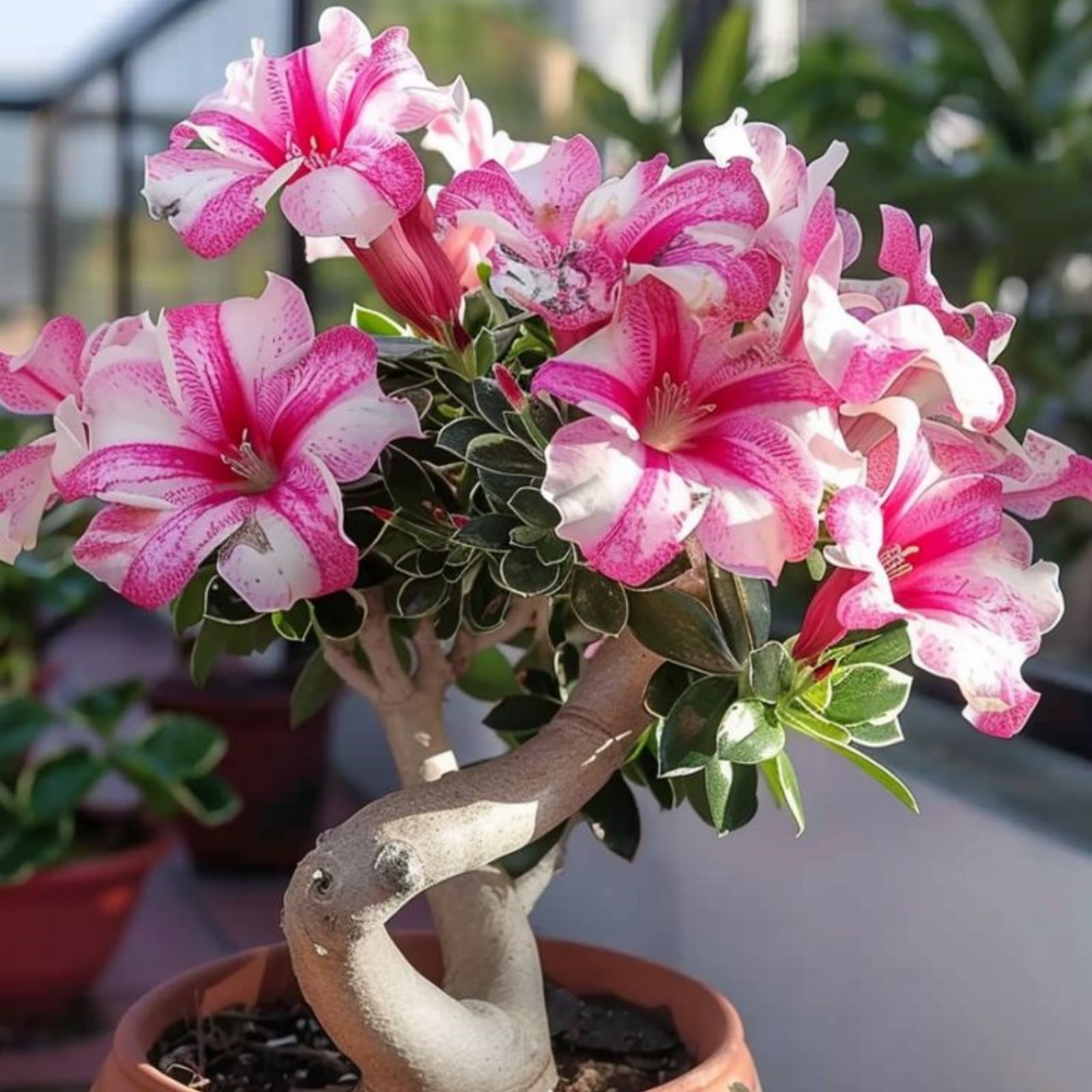 Desert Rose Bulbs，Adenium desert rose plant live，Create a Stunning ...