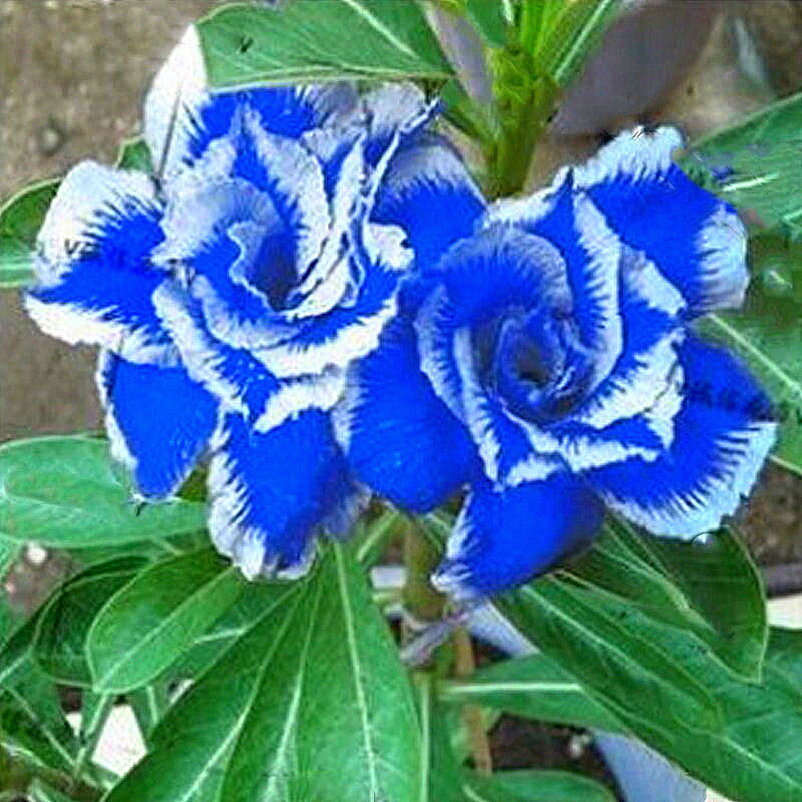 Desert Rose Bulbs, Beautiful Tree, Flower Bulbs, Blooming Continuously ...