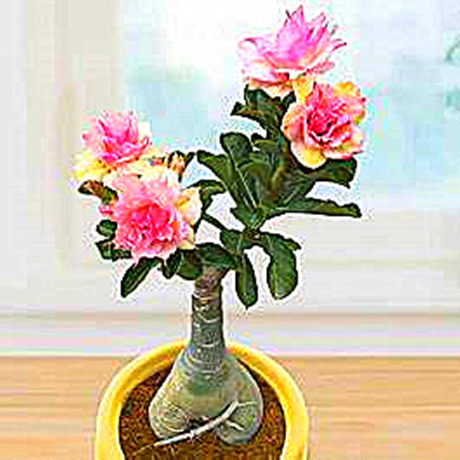 Desert Rose Bulbs, Beautiful Tree, Flower Bulbs, Blooming Continuously ...