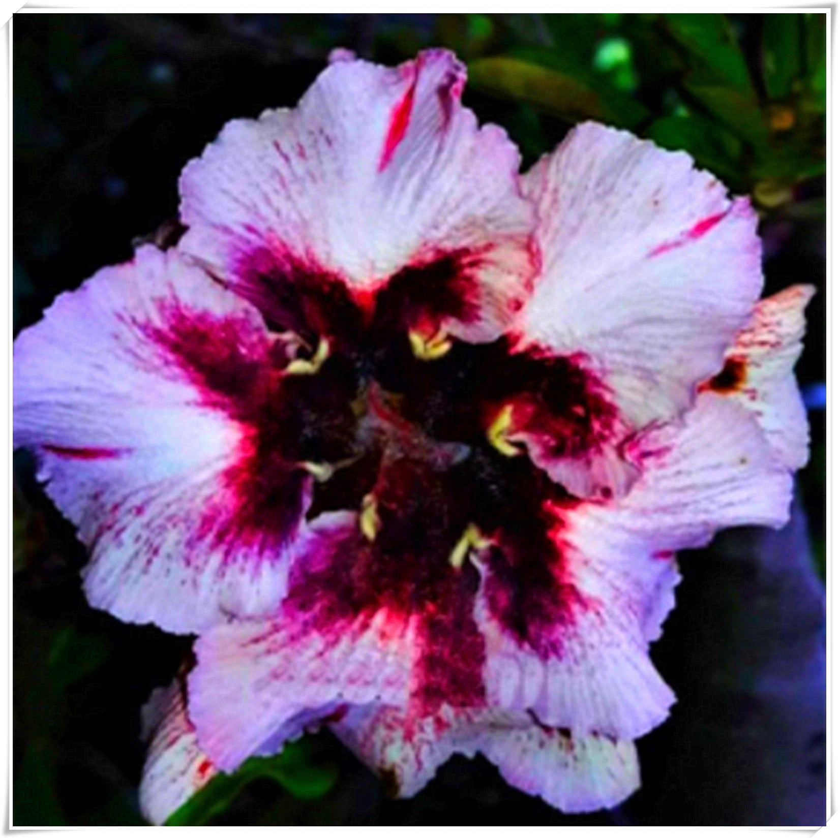 Desert Rose Bulbs, Beautiful Tree, Flower Bulbs,Desert Rose Roots ...