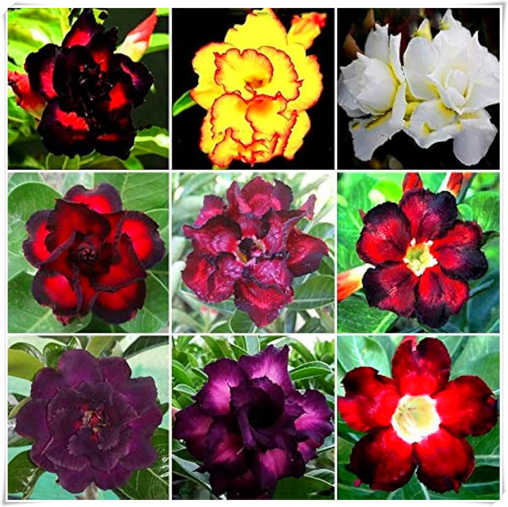 Desert Rose Bulbs, Beautiful Trees,Desert Rose Roots，Blooming ...
