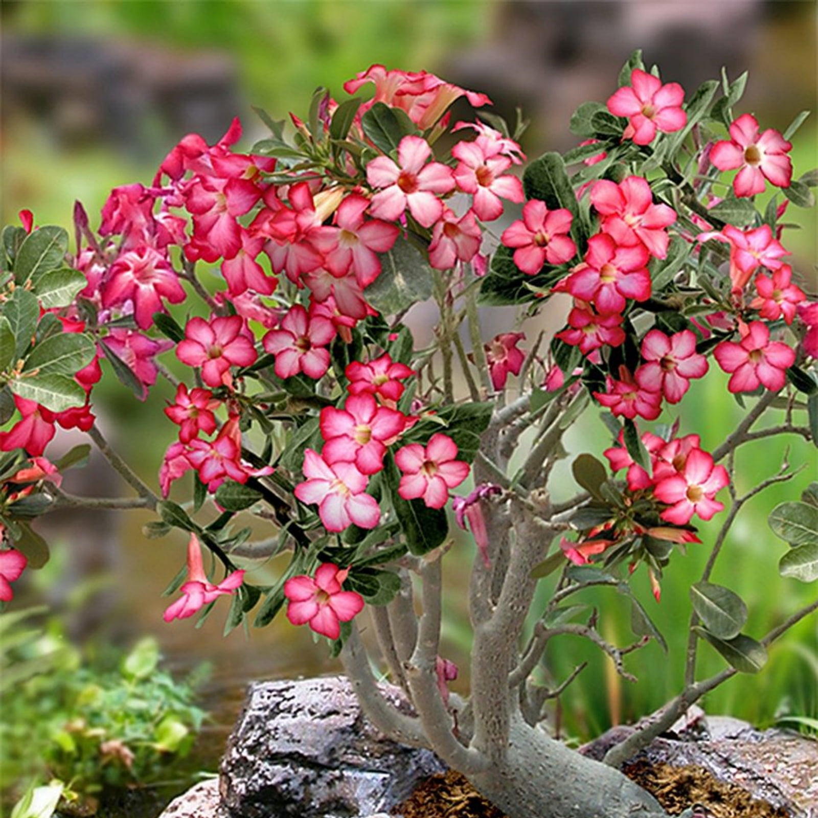 Desert Rose Bulbs, Drought-Tolerant Plants, Flowering Succulents ...