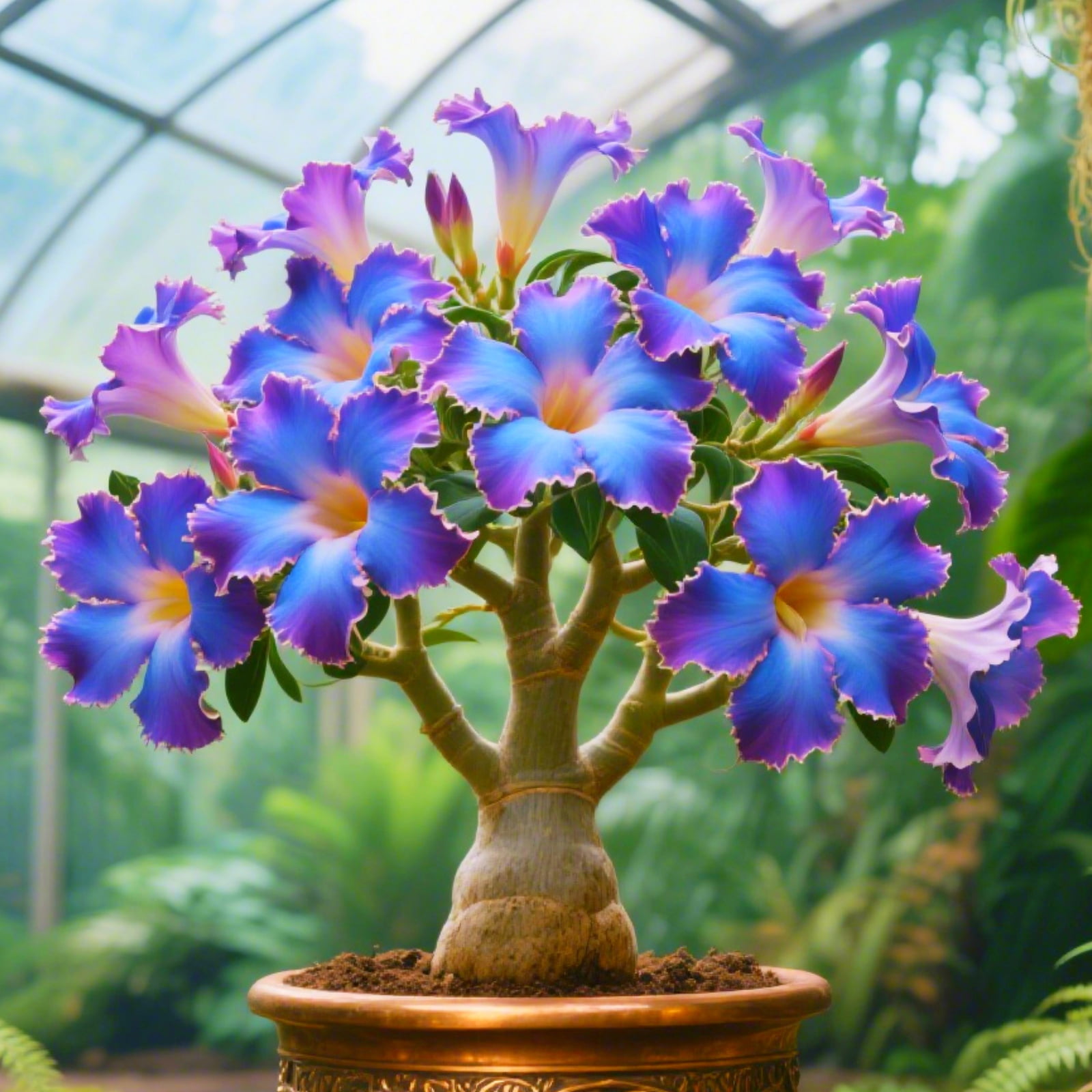 Desert Rose-Bulbs For Planting-Beautiful Garden Decoration-Premium ...