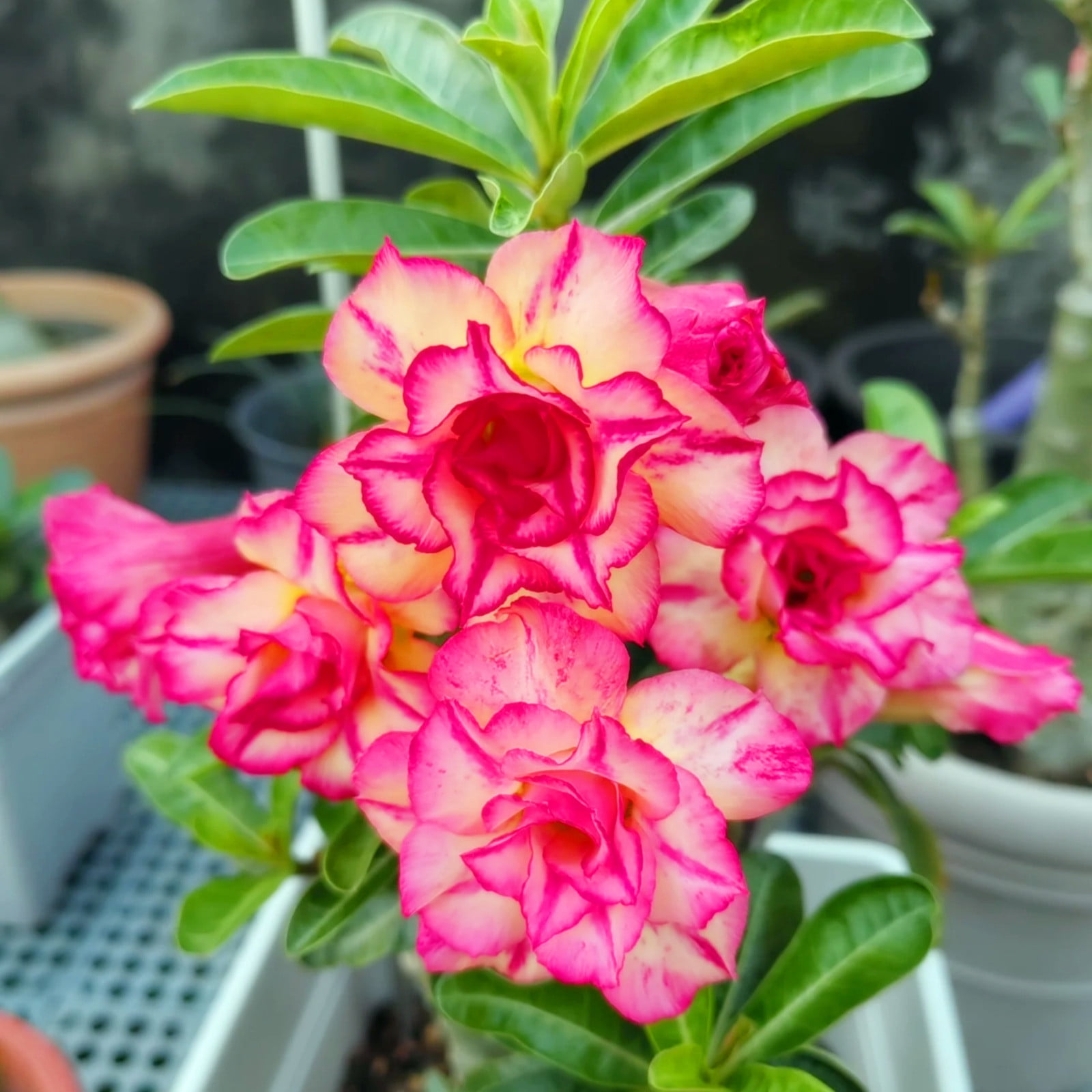 {Desert Rose-Bulbs - For Sale} - Garden Elegance Decoration - Premium ...