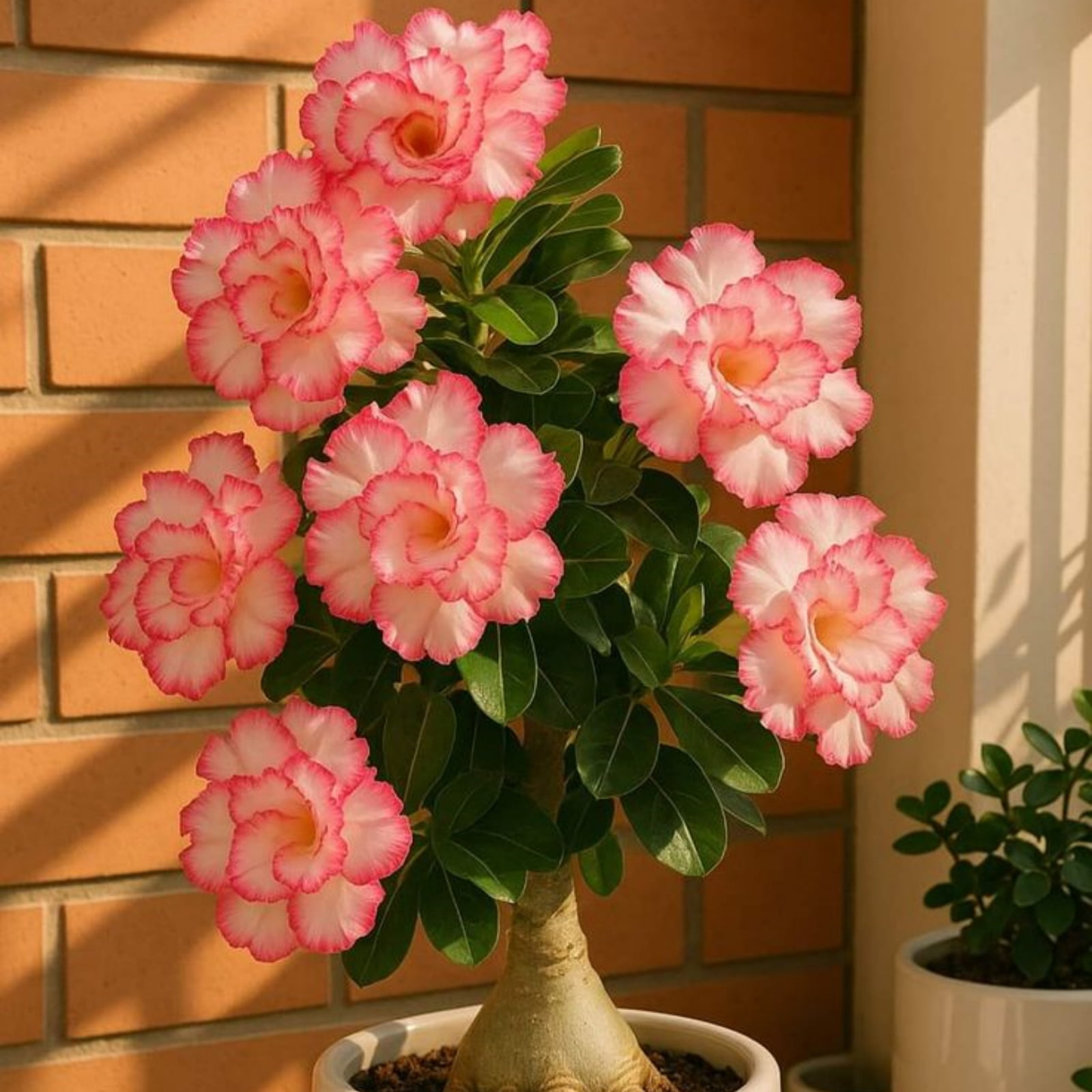 Desert Rose Bulbs--For planting and gardening--Grows Well in Containers ...