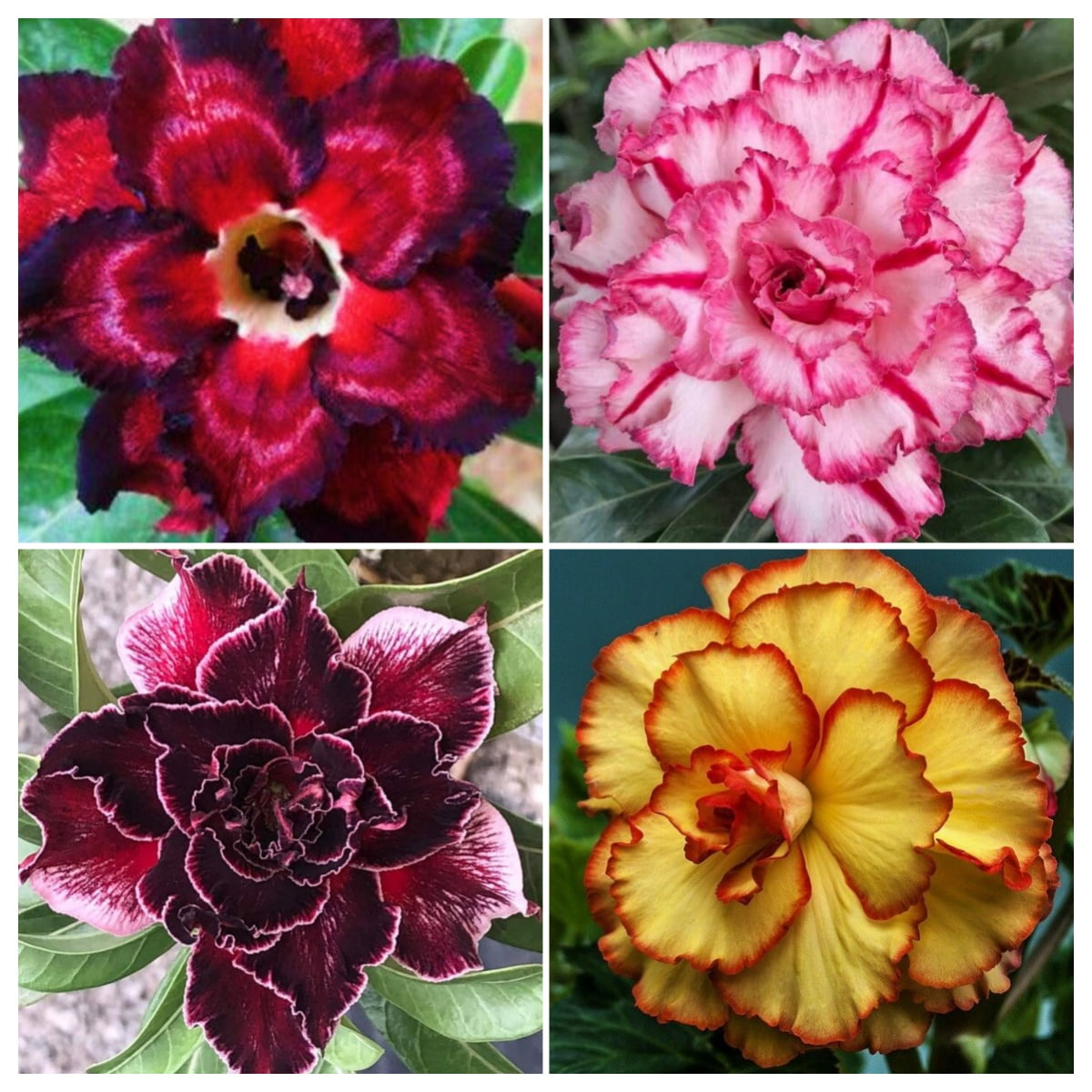 Desert Rose Bulbs--Long Lasting Blooms--Grows Well in Containers--Low ...