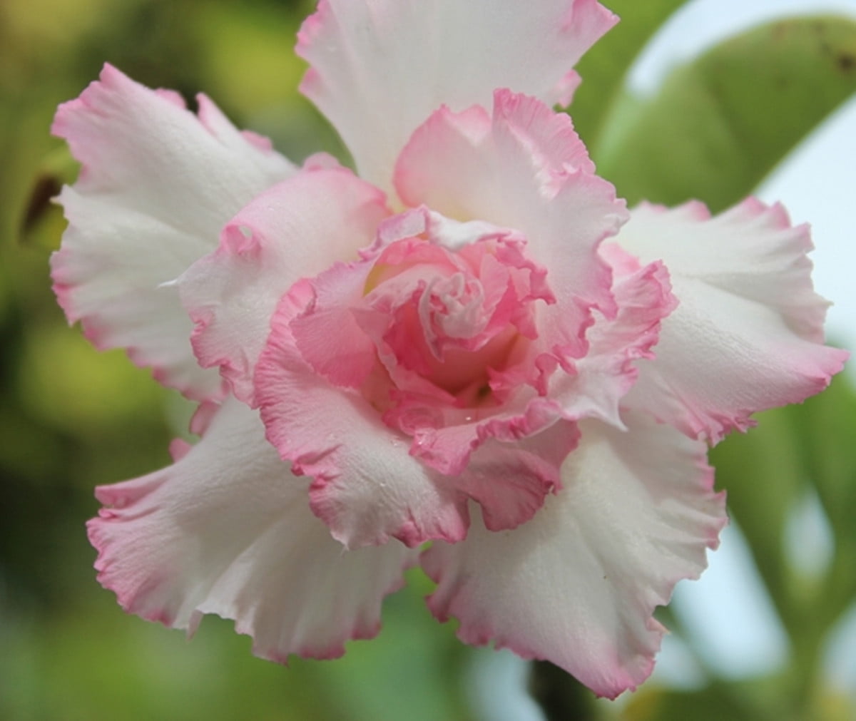 Desert Rose Bulbs,Ornamental, Long Flowering Period, Easy To Grow ...