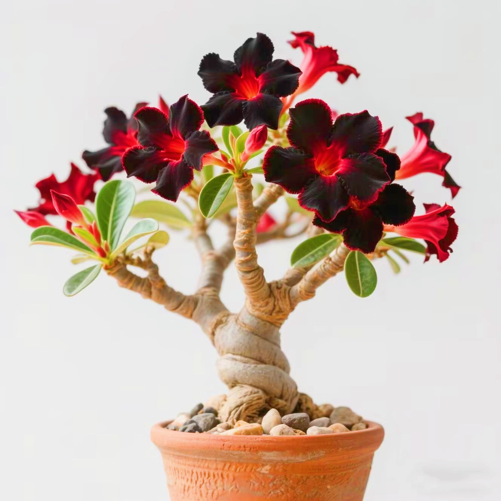 Desert Rose Bulbs Planting Bulbs Ornamental Hard-Simple Planting ...