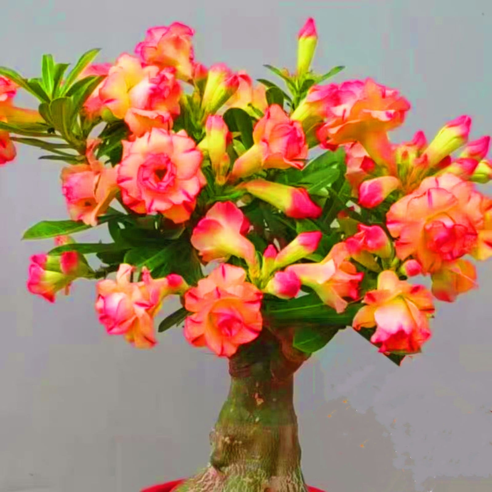 Desert Rose Bulbs Planting Bulbs Ornamental Hard-Simple Planting ...