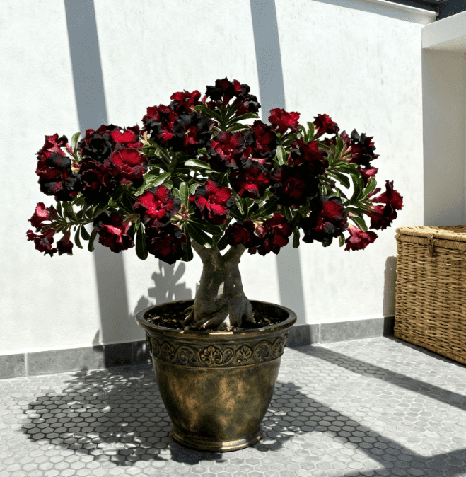 Desert Rose Bulbs Planting Ornamental Home Perennial Hard-Resistant ...