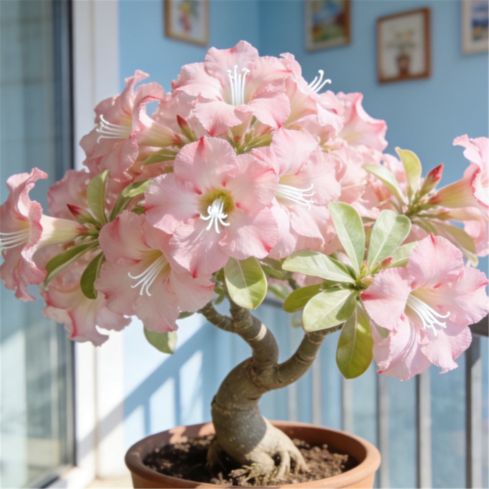 Desert Rose Bulbs Planting Ornamental Home Perennial Hard-Resistant ...