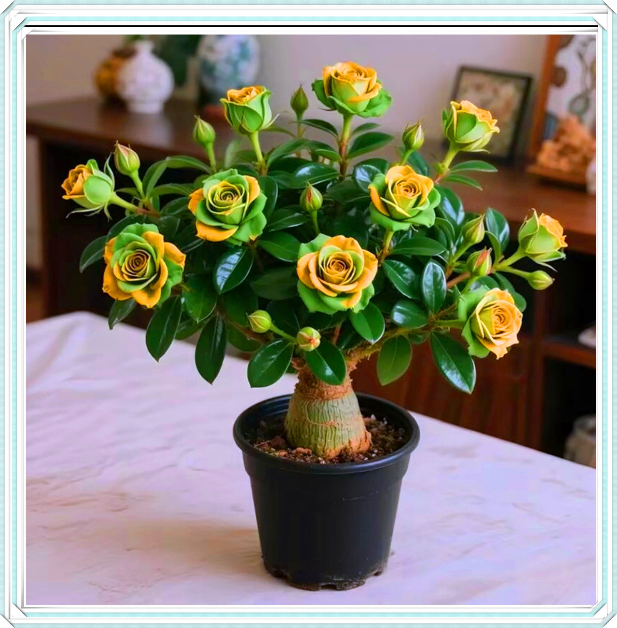 Desert Rose Bulbs/Professional Planting, Simple to Grow, Corners Garden ...