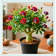 Desert Rose Bulbs/Professional Planting, Simple to Grow, Corners Garden ...