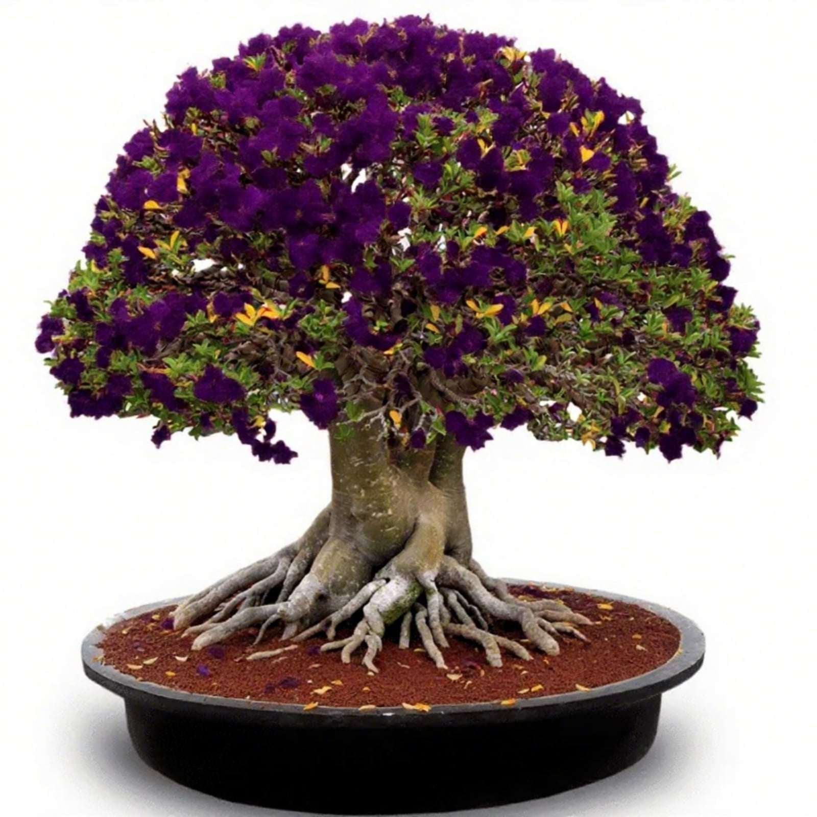 Desert Rose Bulbs/Professional Planting for Fill Shady Corners Garden ...