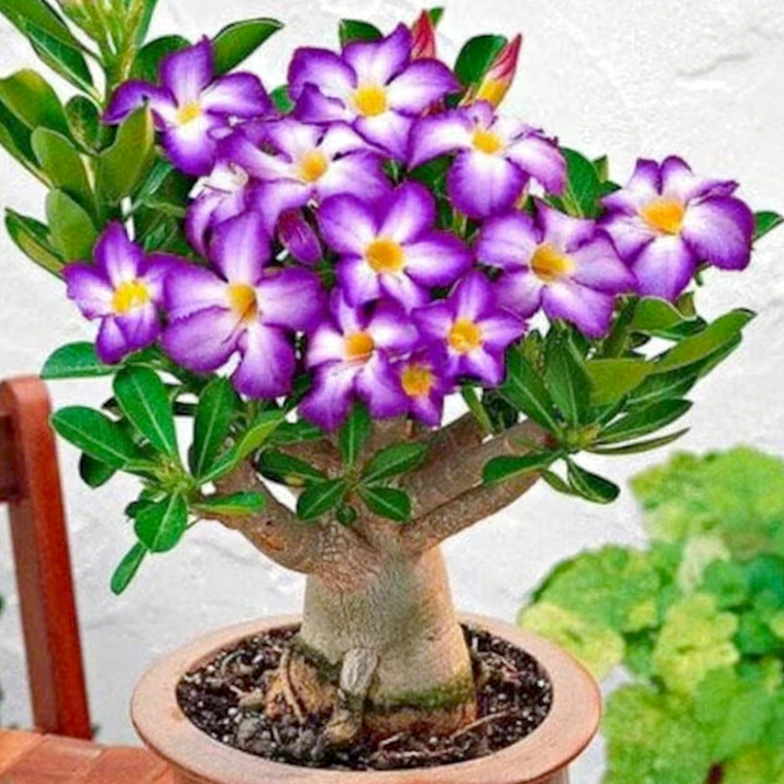 Desert Rose Bulbs/Professional Planting for Fill Shady Corners Garden ...