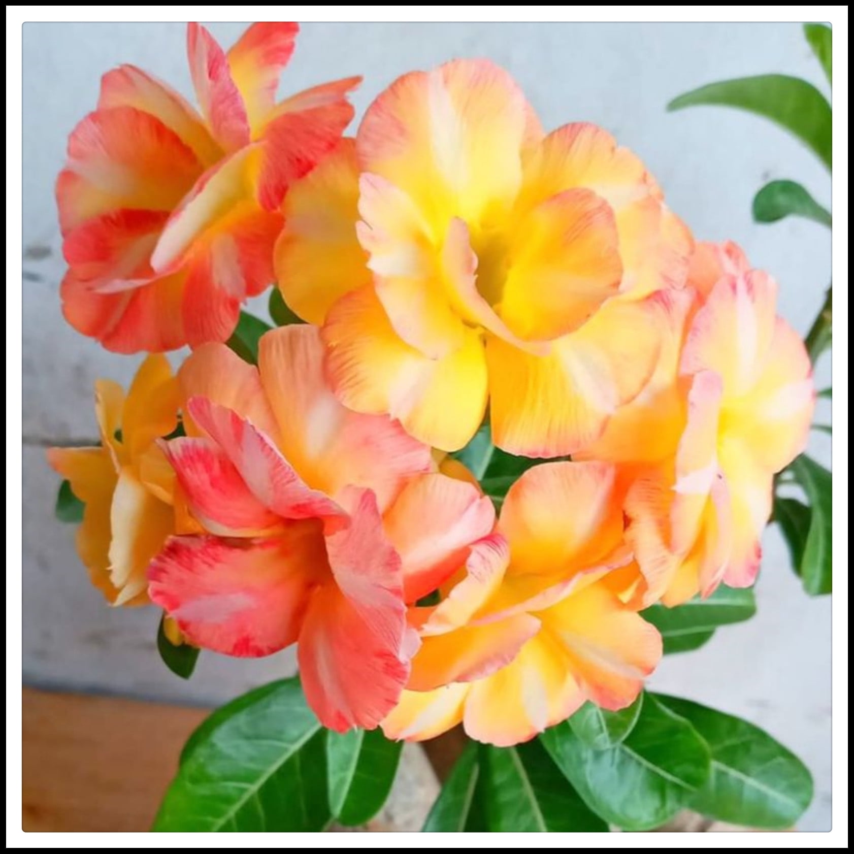 Desert Rose Bulbs/Professional Planting for Fill Shady Corners Garden ...