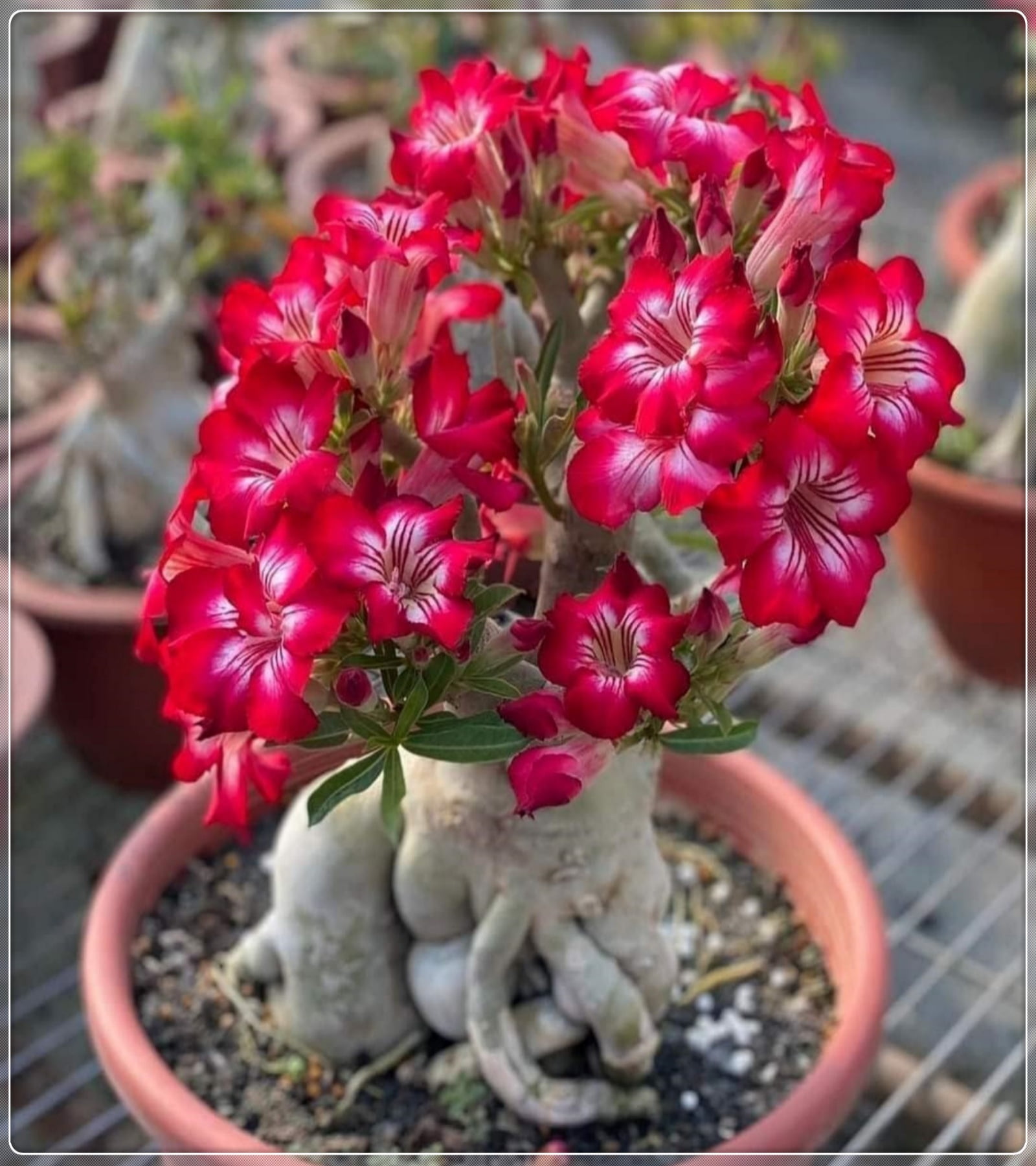 Desert Rose Bulbs，Root，Ideal for Full Sun or Partial Shade，Long ...
