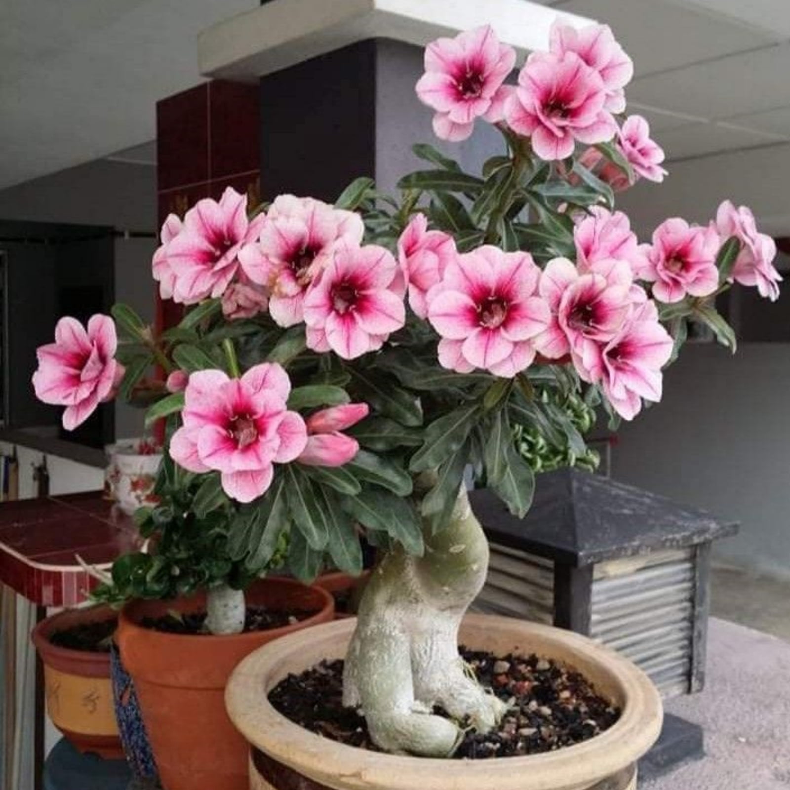 Desert Rose Bulbs，Vibrant Floral Display，Long Lasting Blooms，Fast Grow ...