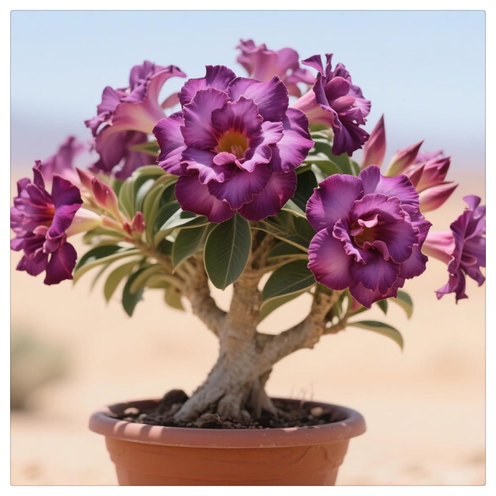 [Desert Rose-Bulbs-for Planting] - Garden Charm Decoration - Premium ...