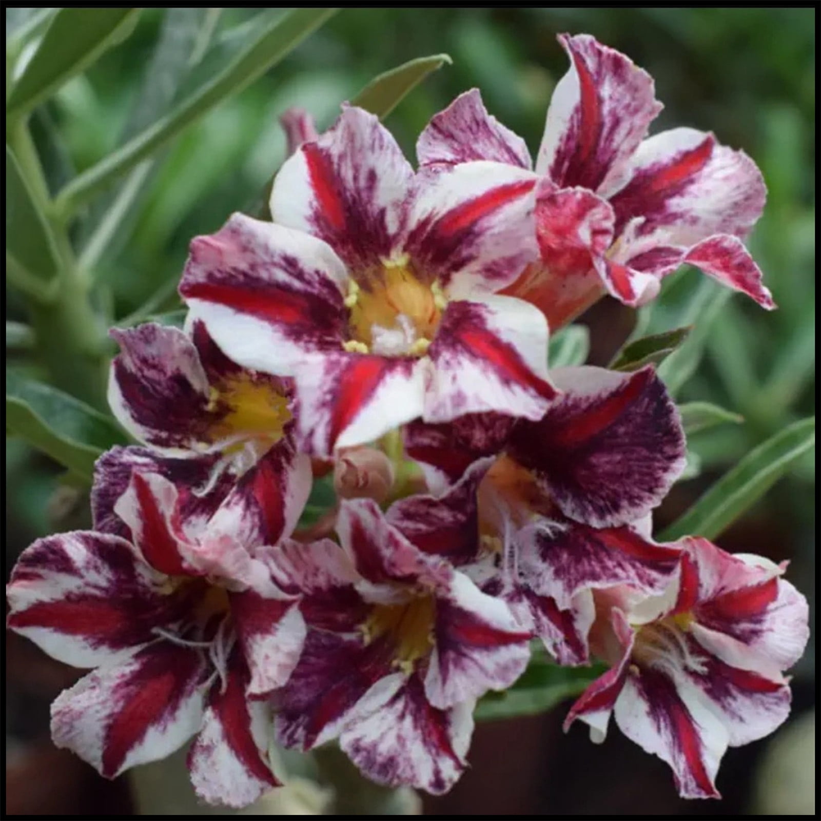 Desert Rose Bulk Potted Planting Home Decoration Beautify Environment ...