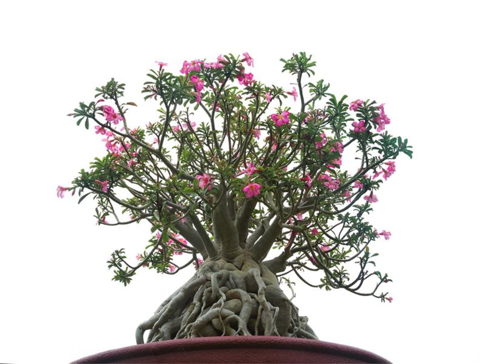 Desert Rose Bulk Wonderful Large Perennial, Beautiful Environment ...
