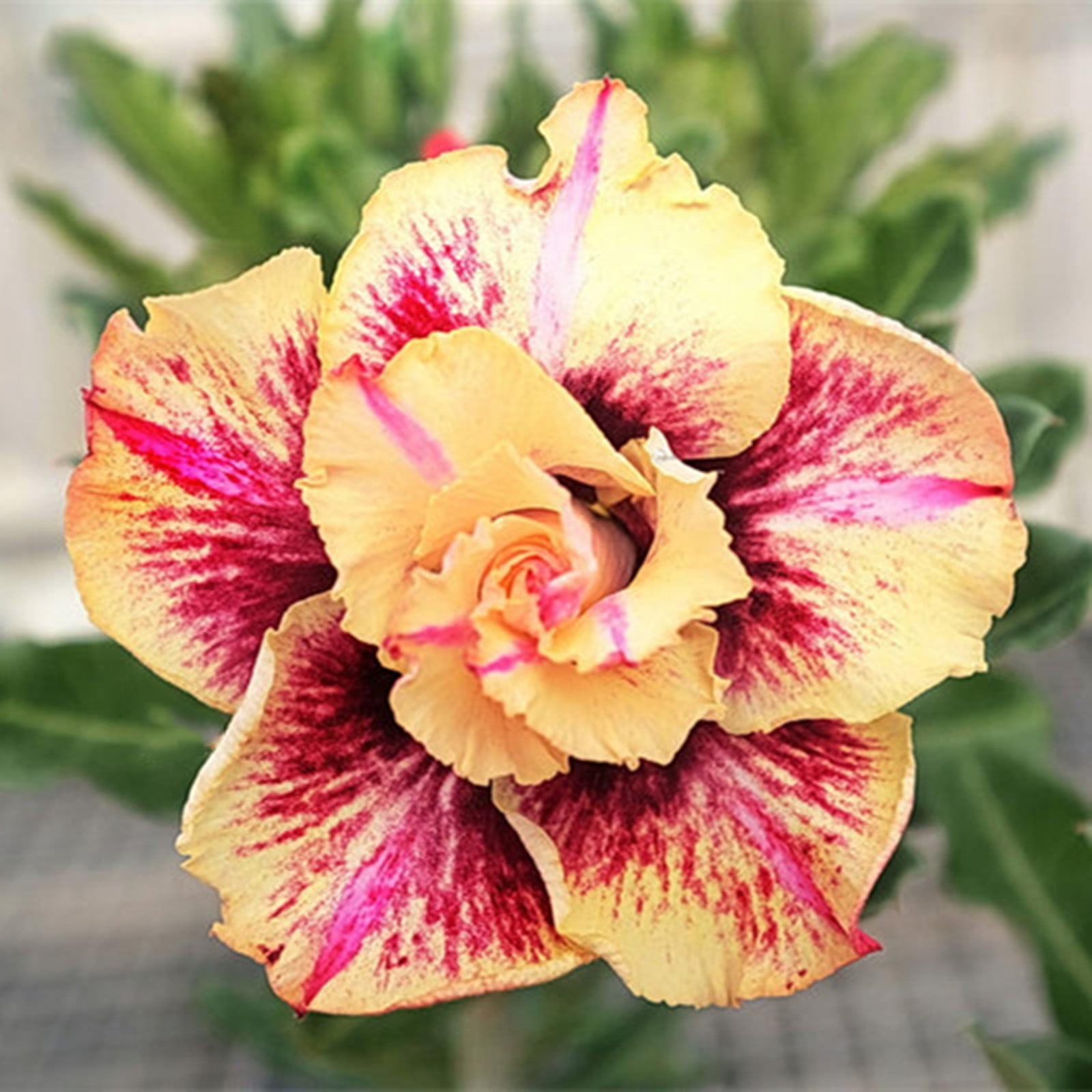 (Desert Rose)Desert Rose Bulk Enjoyable Perennial, Beautiful ...