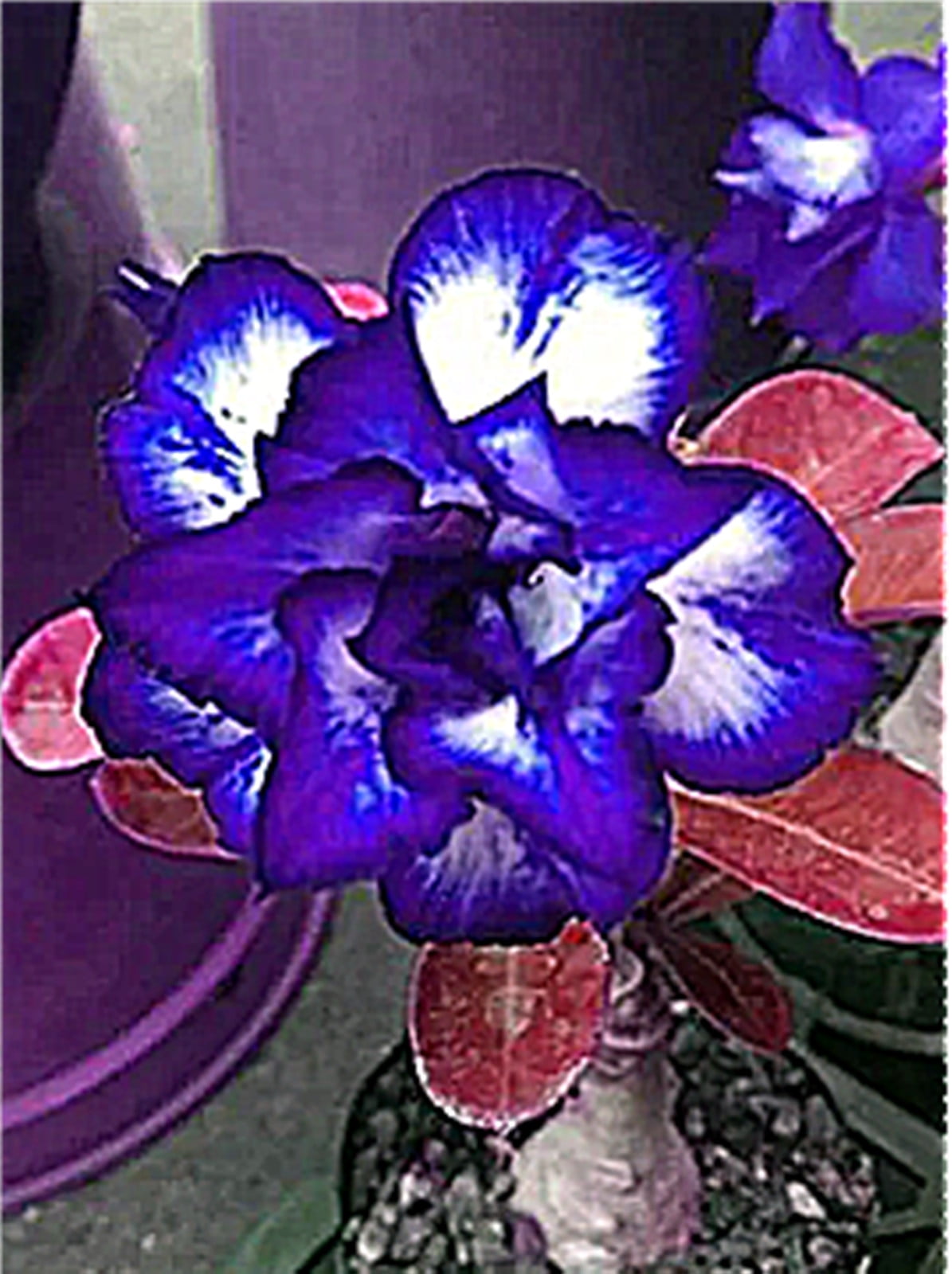 Desert Rose,Drought Tolerant,Picotee Healthy (Desert Rose for Planting) Continuously, Simple ...