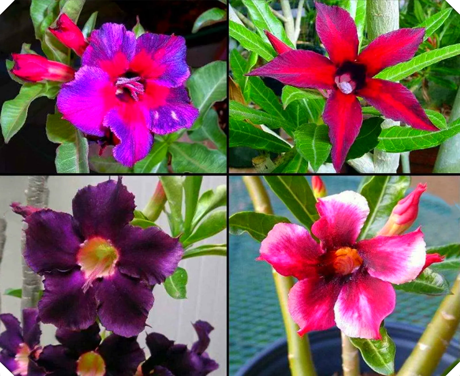 Desert Rose,Drought Tolerant,Picotee Healthy (Desert Rose for Planting ...