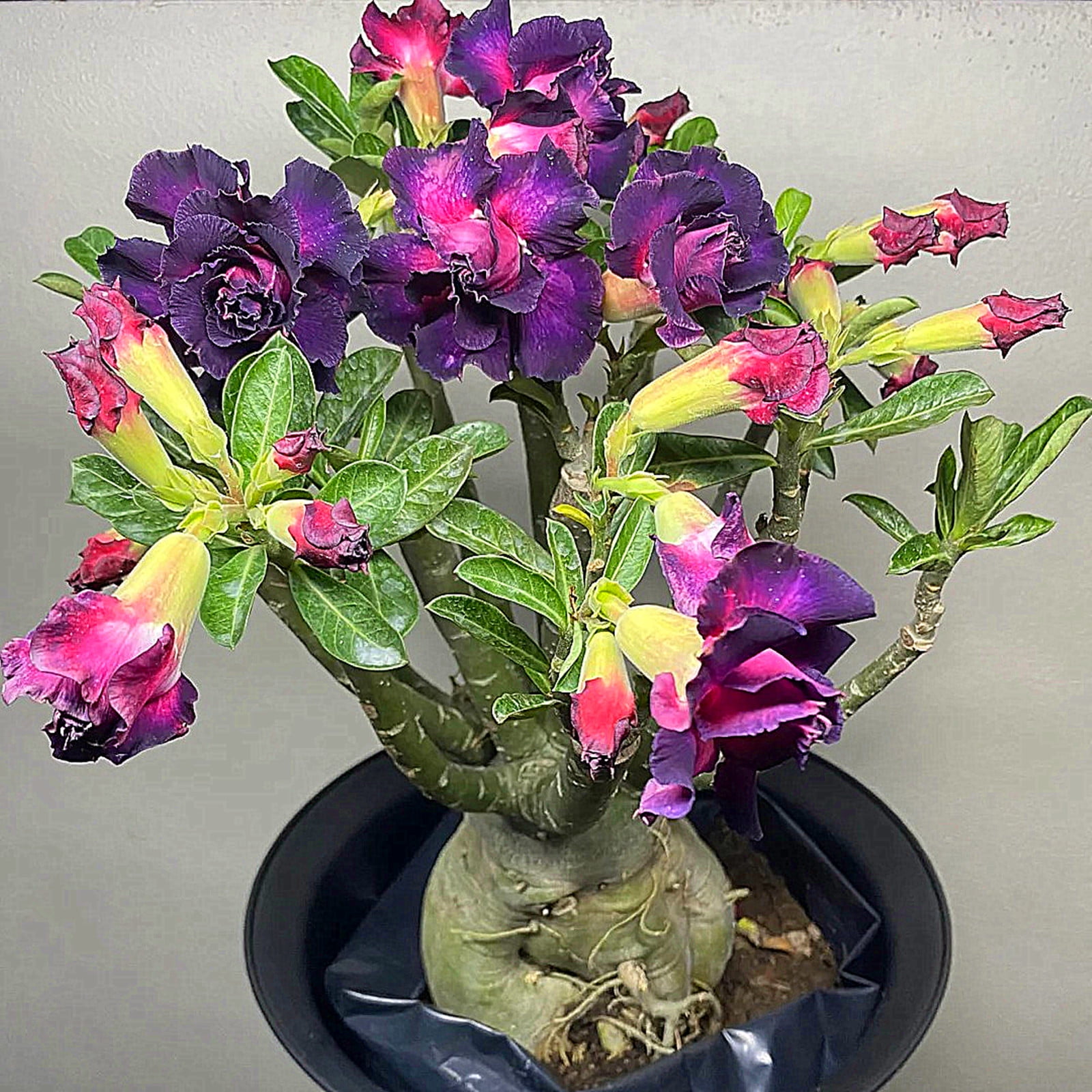 Desert Rose,Drought Tolerant,Picotee Healthy (Desert Rose for Planting ...