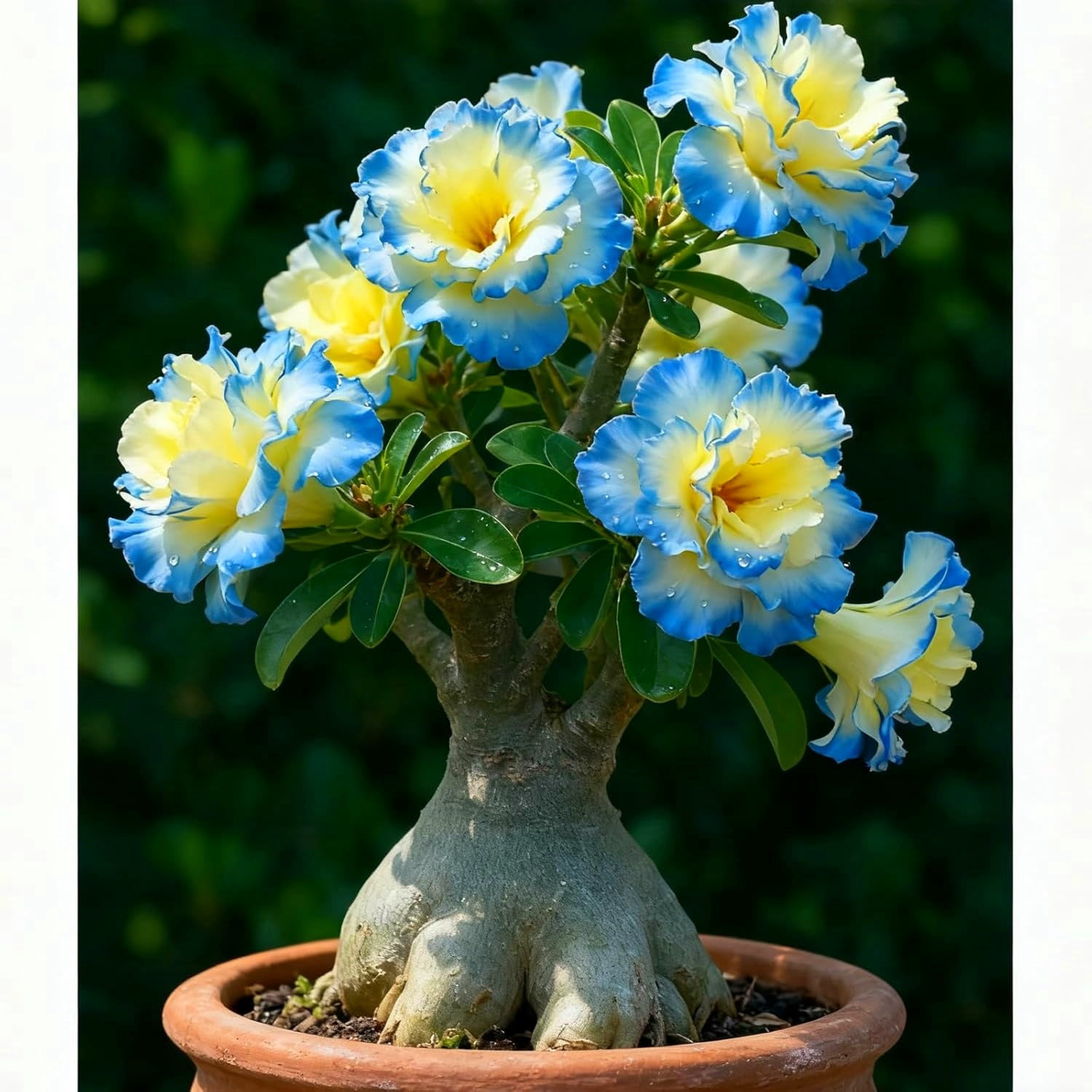 Desert Rose For Planting-Easy Planting-Perennial-Gardens Decoration ...