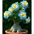 Desert Rose For Planting-Easy Planting-Perennial-Gardens Decoration ...