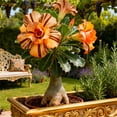 Desert Rose For Planting-Easy Planting-Perennial-Gardens Decoration ...