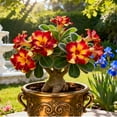 Desert Rose For Planting-Easy Planting-Perennial-Gardens Decoration ...