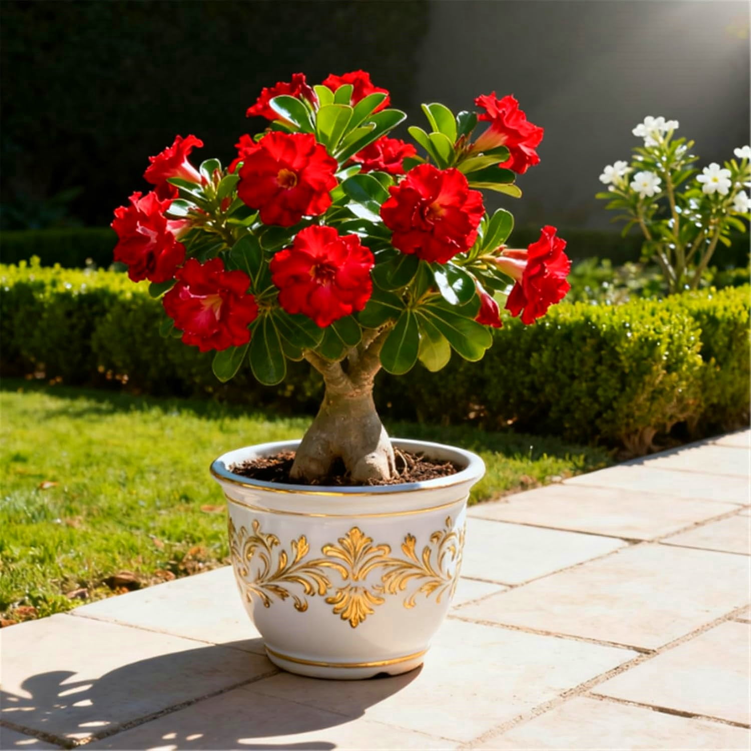 Desert Rose For Planting-Easy Planting-Perennial-Gardens Decoration ...