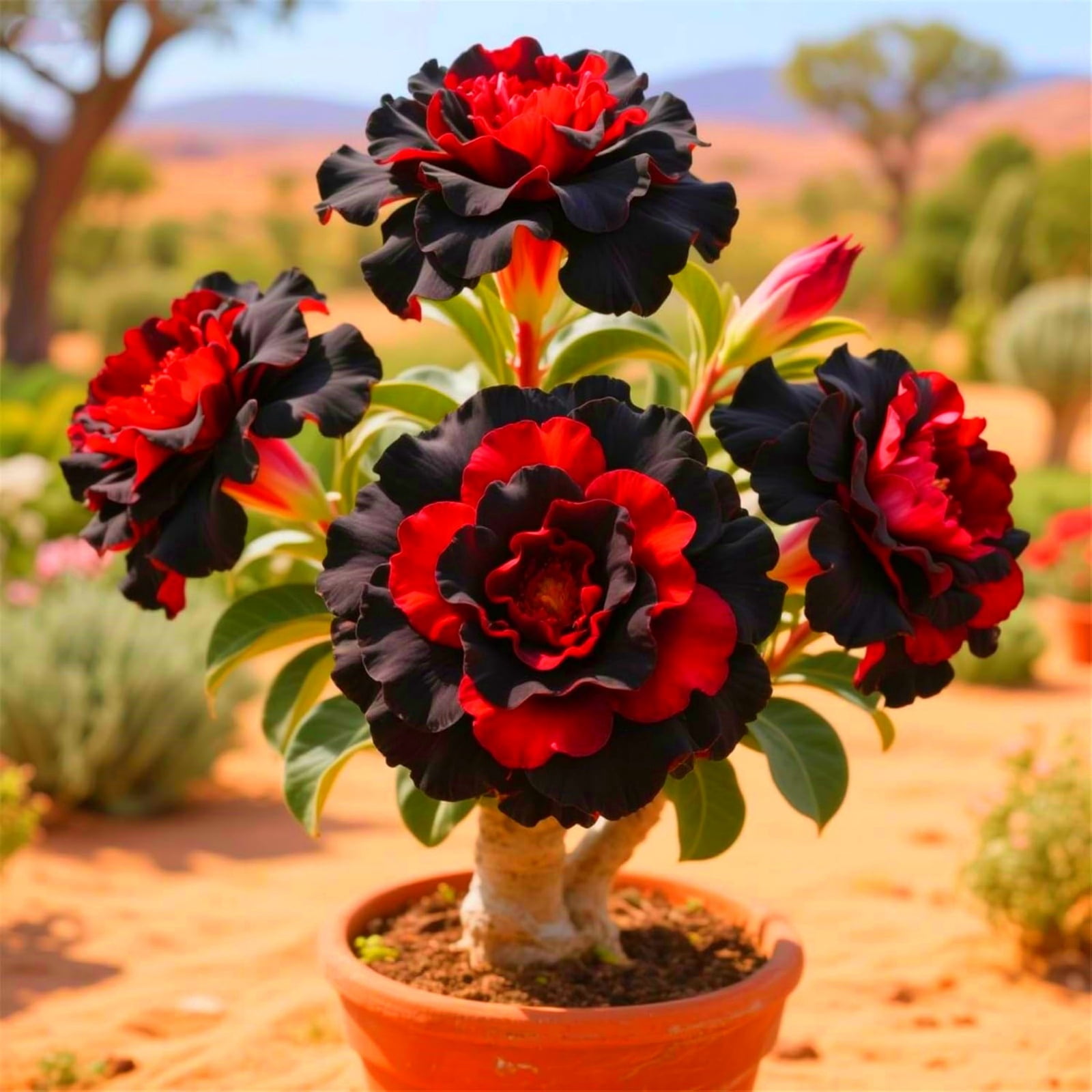 Desert Rose For Planting-Easy Planting-Perennial-Gardens Decoration ...